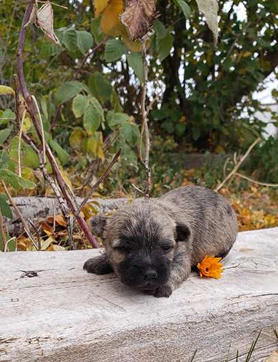 Puppies | June Bug's Puppies